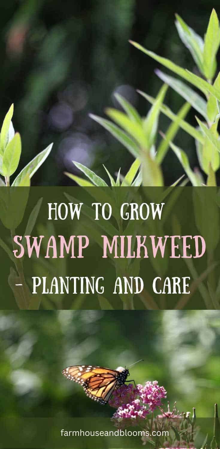 How To Grow Swamp Milkweed- Planting And Care | Farmhouse & Blooms