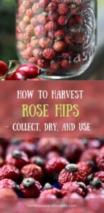 How To Harvest Rose Hips - Collect, Dry, And Use - Farmhouse & Blooms