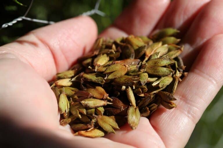 How To Save Lilac Seeds- Harvest And Store | Farmhouse & Blooms