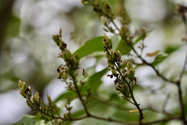 How To Save Lilac Seeds- Harvest And Store - Farmhouse & Blooms