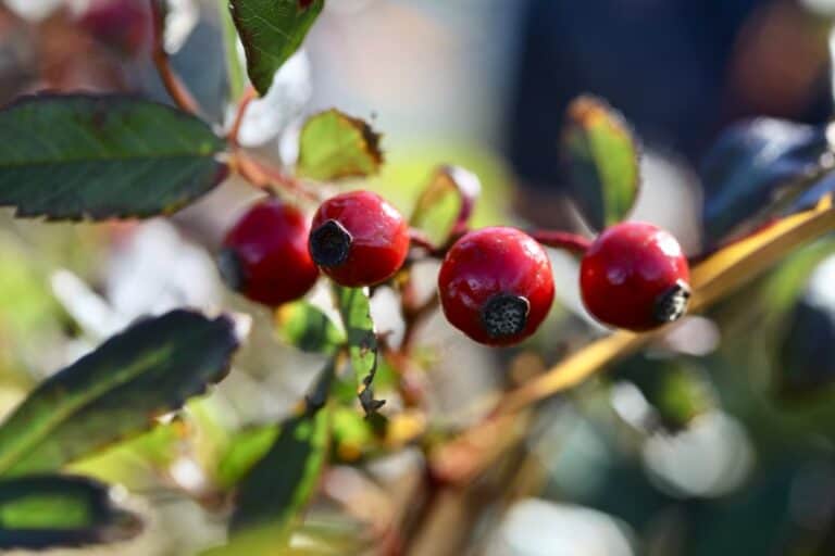 How To Harvest Rose Hips - Collect, Dry, And Use | Farmhouse & Blooms