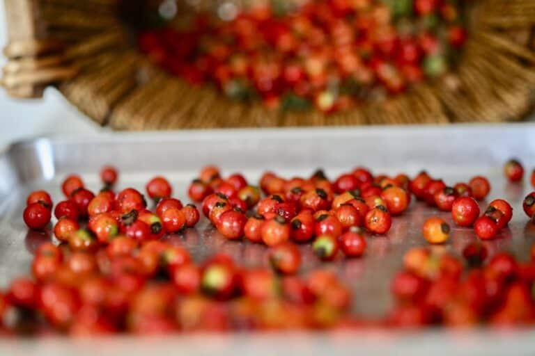 How To Dry Rose Hips For Tea - Farmhouse & Blooms