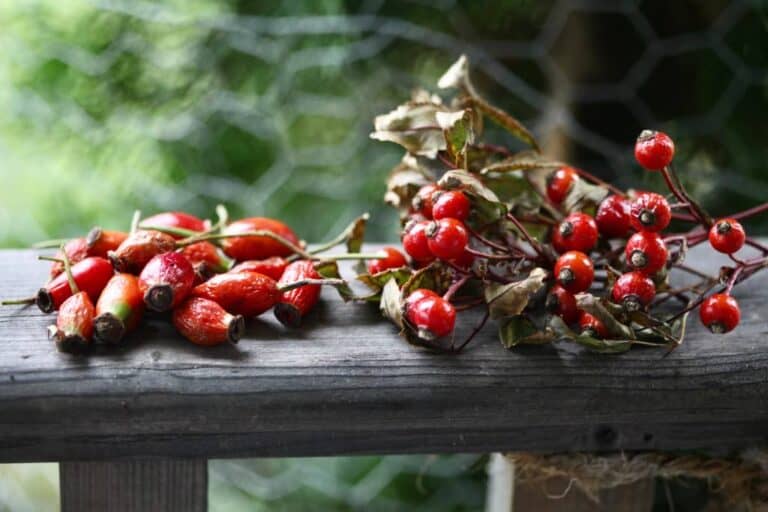 How To Harvest Rose Hips - Collect, Dry, And Use | Farmhouse & Blooms