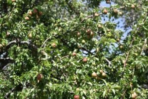 How To Propagate Pear Trees From Cuttings - Farmhouse & Blooms