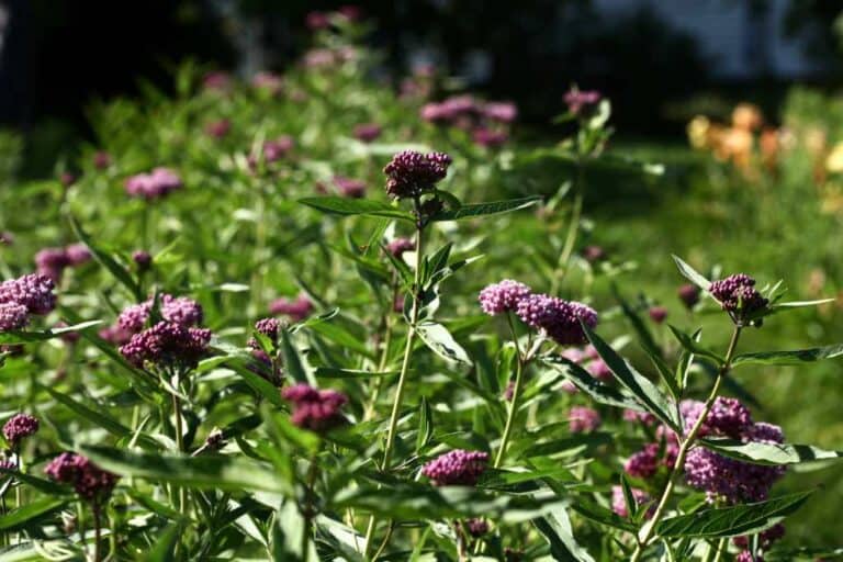 How To Grow Swamp Milkweed- Planting And Care | Farmhouse & Blooms