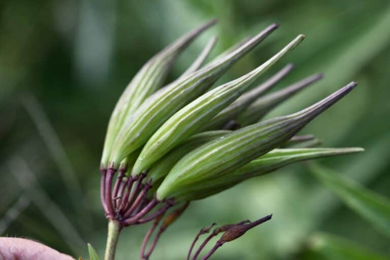 How To Grow Swamp Milkweed- Planting And Care | Farmhouse & Blooms