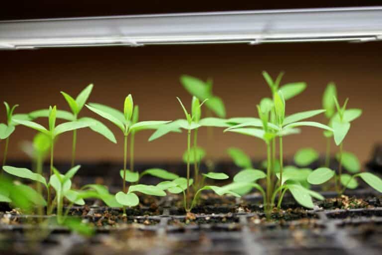 How To Grow Swamp Milkweed- Planting And Care | Farmhouse & Blooms