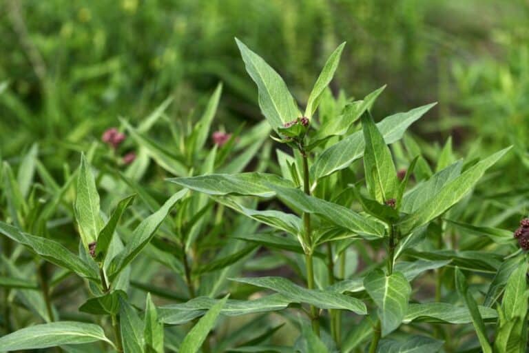 How To Grow Swamp Milkweed- Planting And Care | Farmhouse & Blooms