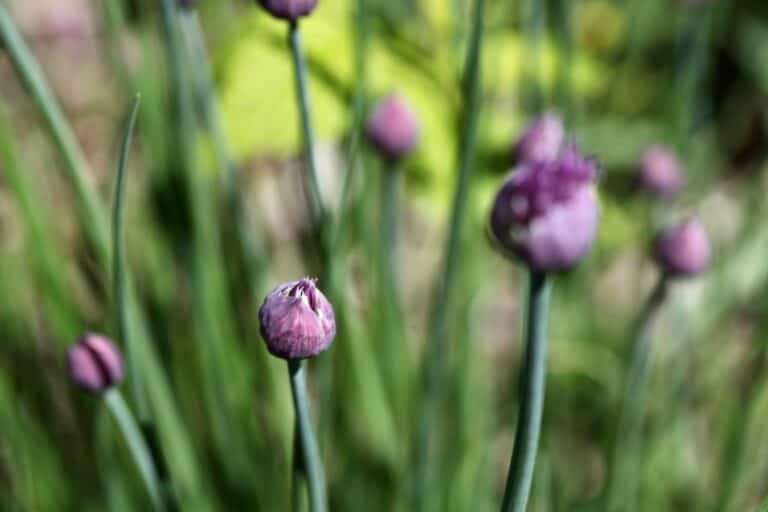How To Grow Chives From Seed Indoors- Planting And Care - Farmhouse ...