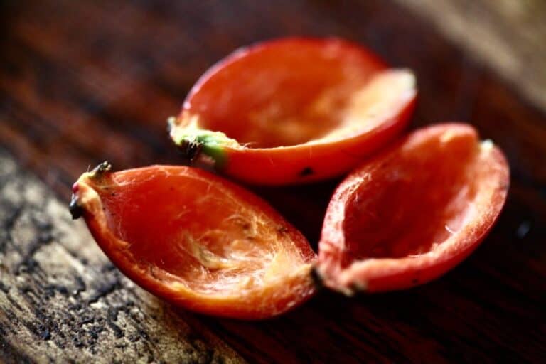 How To Harvest Rose Hips - Collect, Dry, And Use - Farmhouse & Blooms