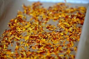How To Dry Calendula- Harvest, Dry And Store - Farmhouse & Blooms