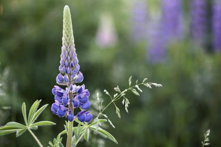 How To Grow Lupines -Planting And Care - Farmhouse & Blooms
