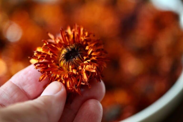 How To Dry Calendula- Harvest, Dry And Store - Farmhouse & Blooms
