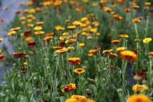How To Grow Calendula- Planting And Care - Farmhouse & Blooms