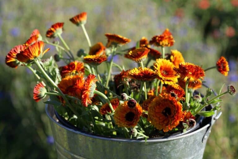 How To Dry Calendula- Harvest, Dry And Store - Farmhouse & Blooms