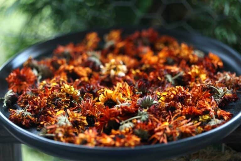 How To Grow Calendula- Planting And Care - Farmhouse & Blooms