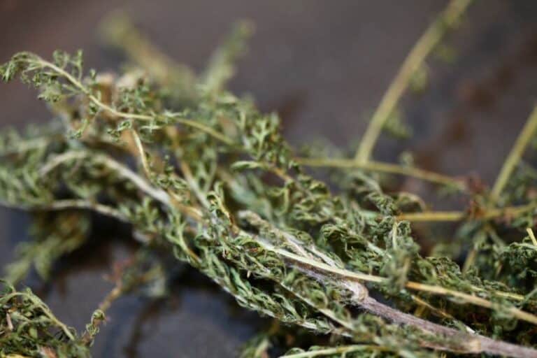 How To Dry Yarrow For Tea- Harvest, Dry and Store - Farmhouse & Blooms