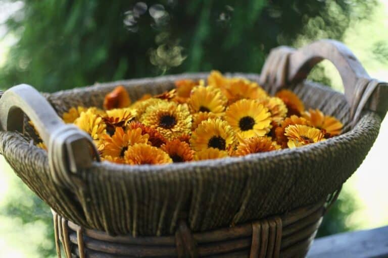 How To Dry Calendula- Harvest, Dry And Store - Farmhouse & Blooms