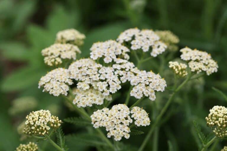 How To Dry Yarrow For Tea- Harvest, Dry and Store - Farmhouse & Blooms