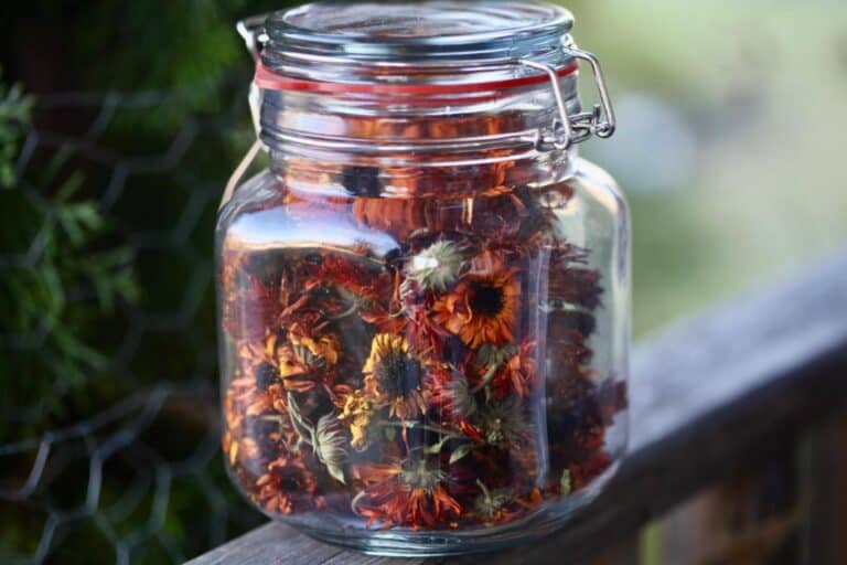 How To Dry Calendula- Harvest, Dry And Store - Farmhouse & Blooms