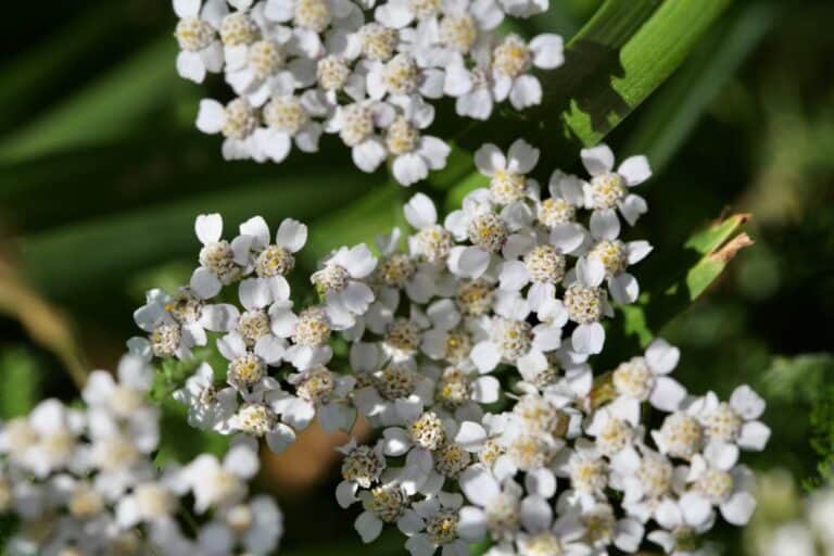 How To Dry Yarrow For Tea- Harvest, Dry and Store - Farmhouse & Blooms