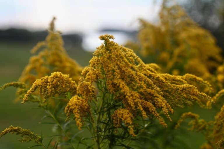 How To Make Goldenrod Tea- Goldenrod Tea Recipe - Farmhouse & Blooms
