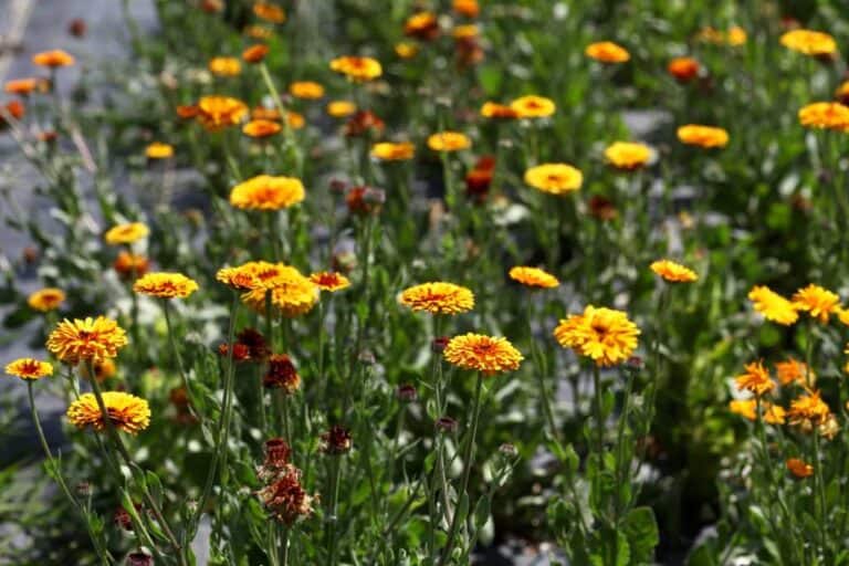 How To Make Calendula Tea: Calendula Tea Recipe - Farmhouse & Blooms