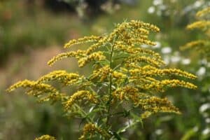 How To Make Goldenrod Tea- Goldenrod Tea Recipe - Farmhouse & Blooms