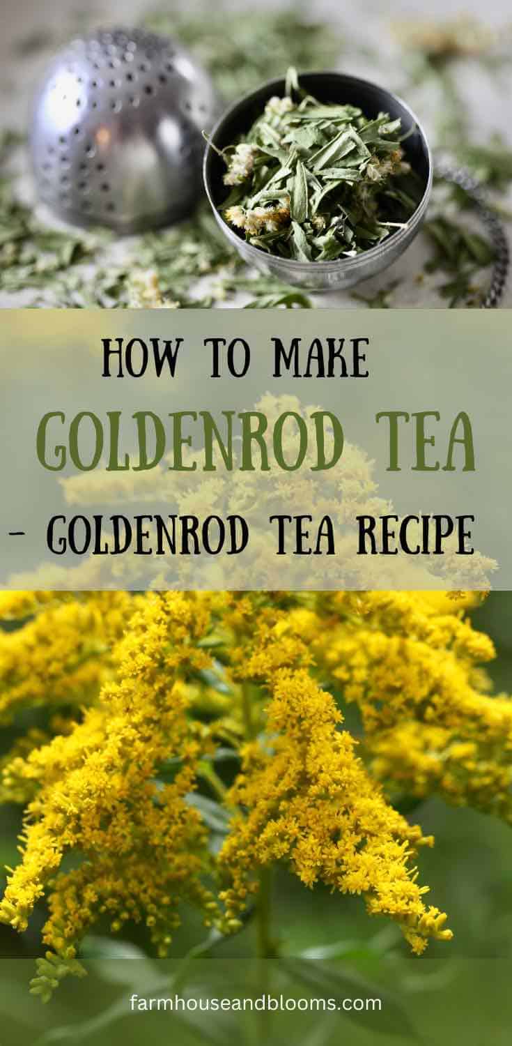 How To Make Goldenrod Tea- Goldenrod Tea Recipe - Farmhouse & Blooms
