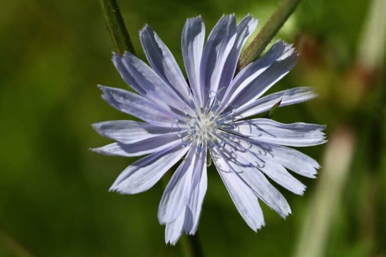 How To Grow Chicory (Cichorium Intybus)- Planting And Care - Farmhouse ...