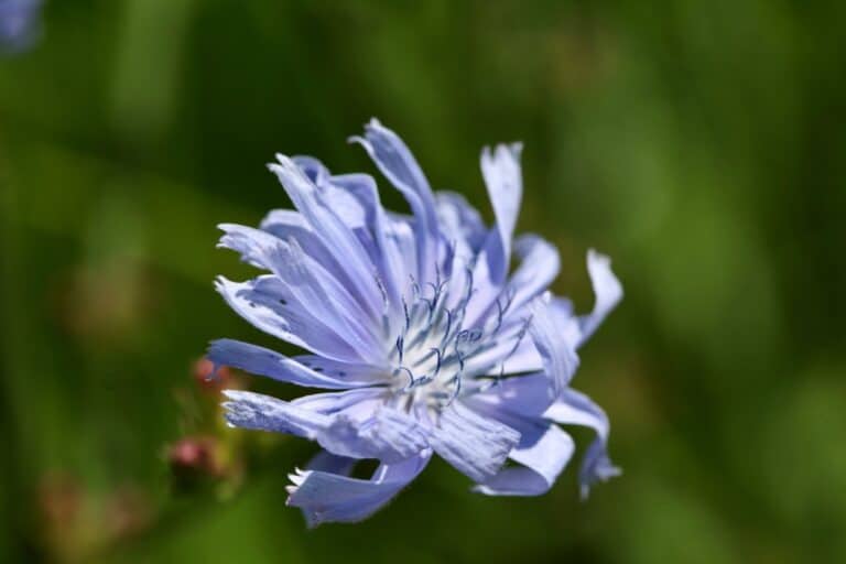 How To Grow Chicory (Cichorium Intybus)- Planting And Care | Farmhouse ...