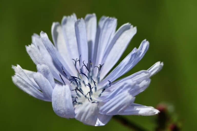 How To Harvest Chicory Seeds- Collection And Storage - Farmhouse & Blooms