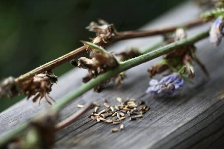 How To Harvest Chicory Seeds Collection And Storage Farmhouse Blooms