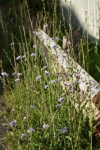 How To Grow Chicory (Cichorium Intybus)- Planting And Care - Farmhouse ...