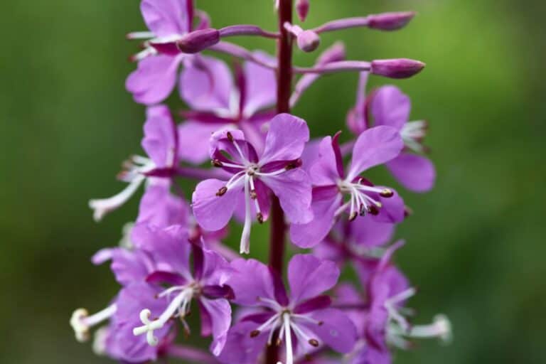 List Of Edible Flowers With Pictures- Decorate Your Plate - Farmhouse ...