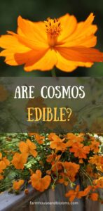 Are Cosmos Edible? | Farmhouse & Blooms