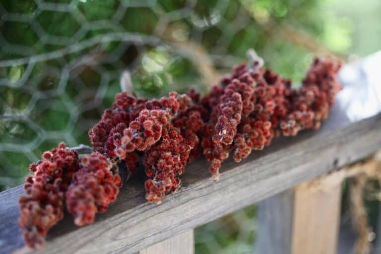 How To Make Sumac Tea- Sumac Tea Recipe - Farmhouse & Blooms
