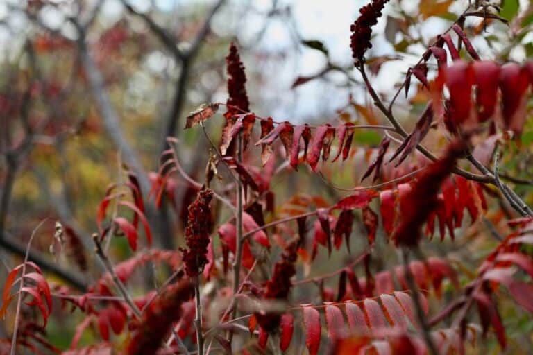 How To Make Sumac Tea- Sumac Tea Recipe - Farmhouse & Blooms