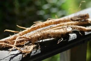 How To Make Chicory Root Tea (Or Coffee) | Farmhouse & Blooms
