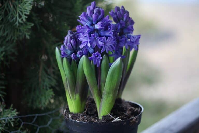 How To Force Hyacinth Bulbs Indoors | Farmhouse & Blooms
