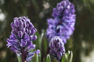 How To Force Hyacinth Bulbs Indoors | Farmhouse & Blooms