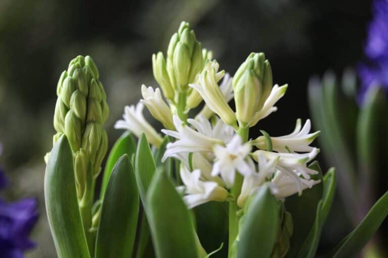 How To Force Hyacinth Bulbs Indoors | Farmhouse & Blooms