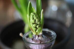How To Force Hyacinth Bulbs Indoors | Farmhouse & Blooms