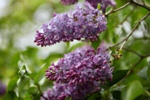 How To Grow Lilacs From Seed- Planting And Care - Farmhouse & Blooms