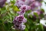 How To Grow Lilacs From Seed- Planting And Care - Farmhouse & Blooms
