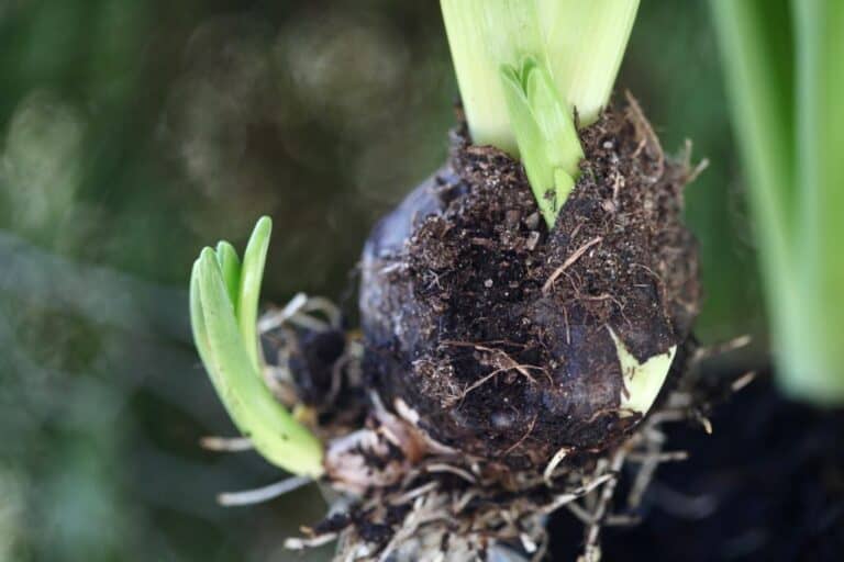 How To Plant Hyacinth Bulbs- Planting And Care - Farmhouse & Blooms