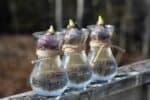 How To Force Hyacinth Bulbs Indoors | Farmhouse & Blooms