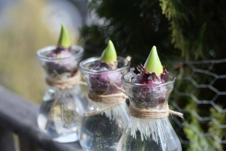 How To Force Hyacinth Bulbs Indoors | Farmhouse & Blooms