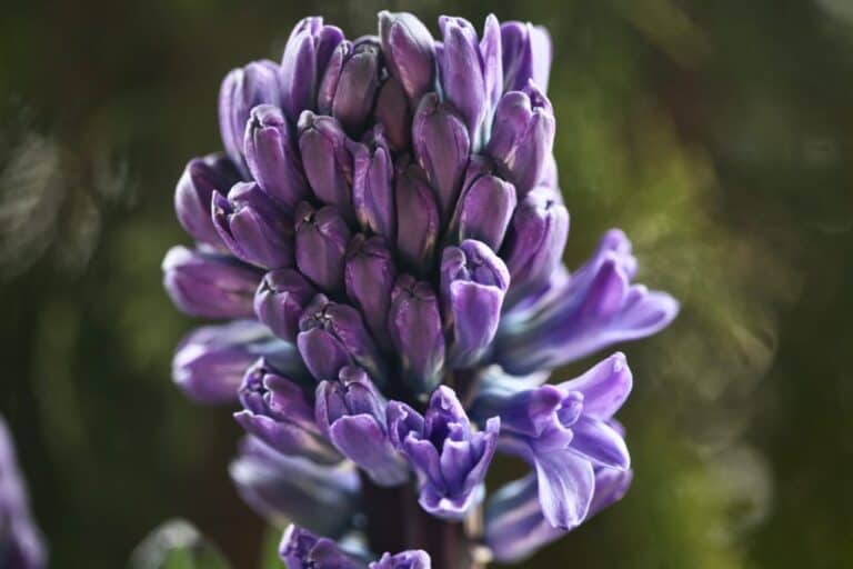 How To Force Hyacinth Bulbs Indoors | Farmhouse & Blooms