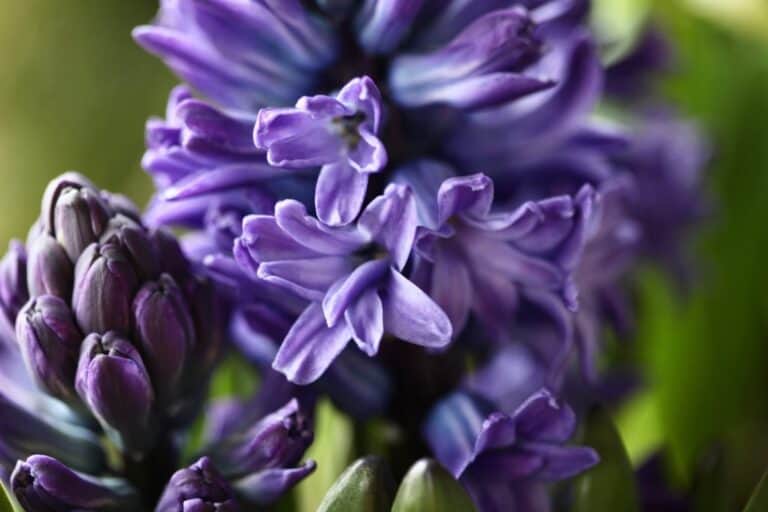 How To Force Hyacinth Bulbs Indoors | Farmhouse & Blooms